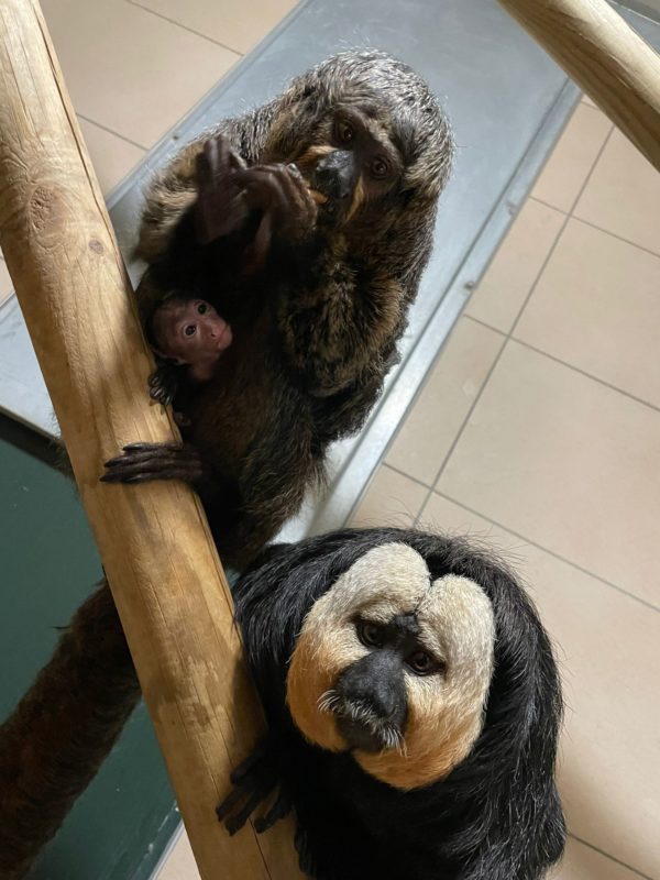 Birth of Saki - Citadelle de Besançon